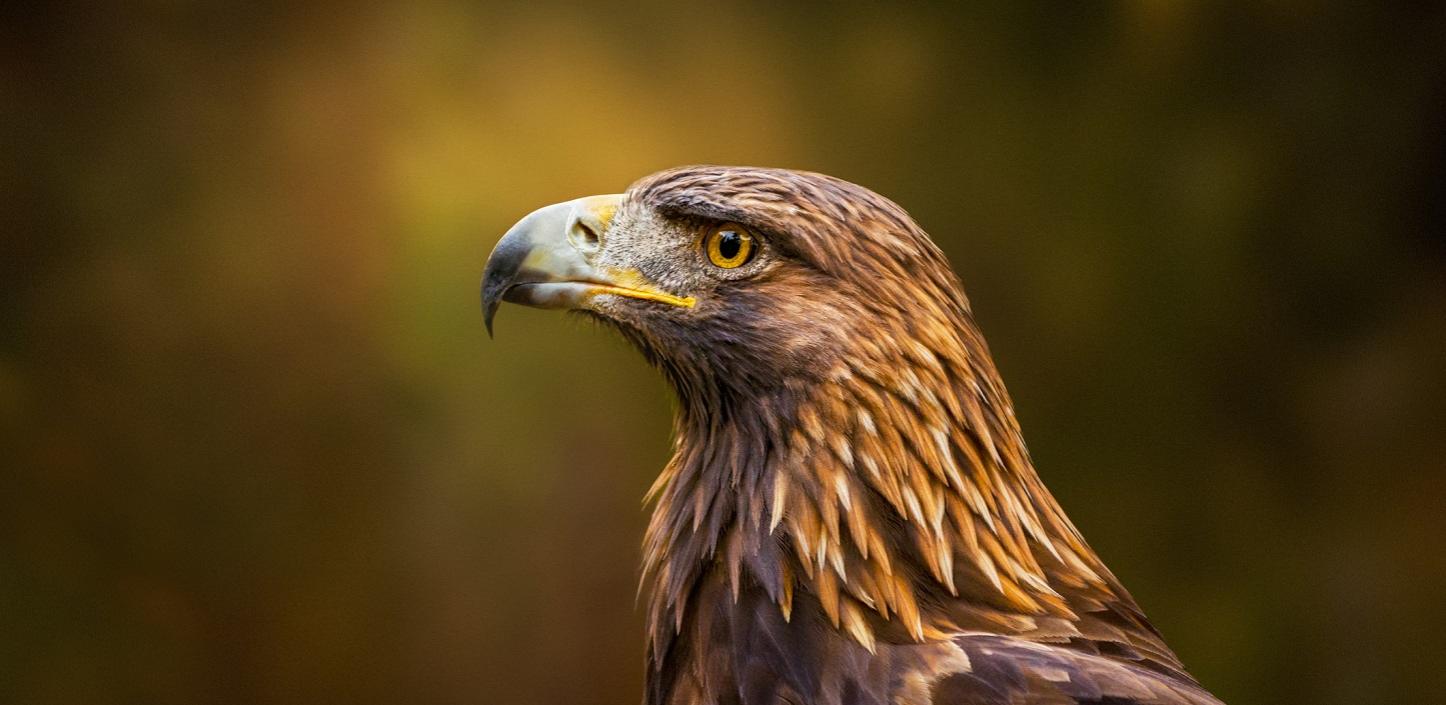 NFWF Seeks Proposals for up to $85 Million in Grant Funding through America the Beautiful ...